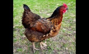Black Sex Link Chicken Breed- A Useful guide