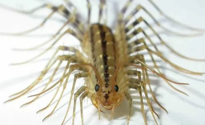 11 Spiritual Meanings of Seeing a Centipede