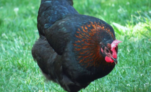 Black Sex Link Chicken Breed- A Useful guide