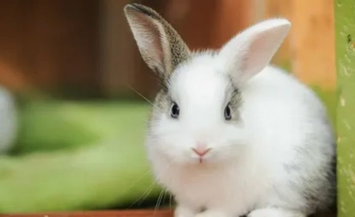 7 Spiritual Meanings and Symbolism of Dead Rabbit