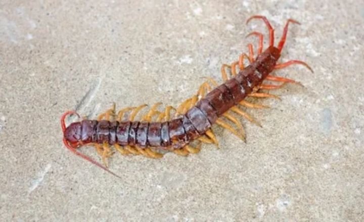 11 Spiritual Meanings of Seeing a Centipede