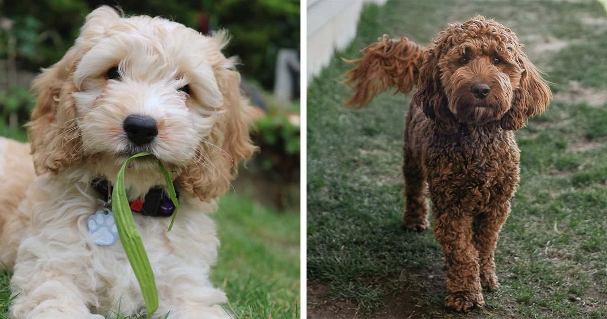 How Big is a Full Grown Cockapoo? Sizes Explained In 2025