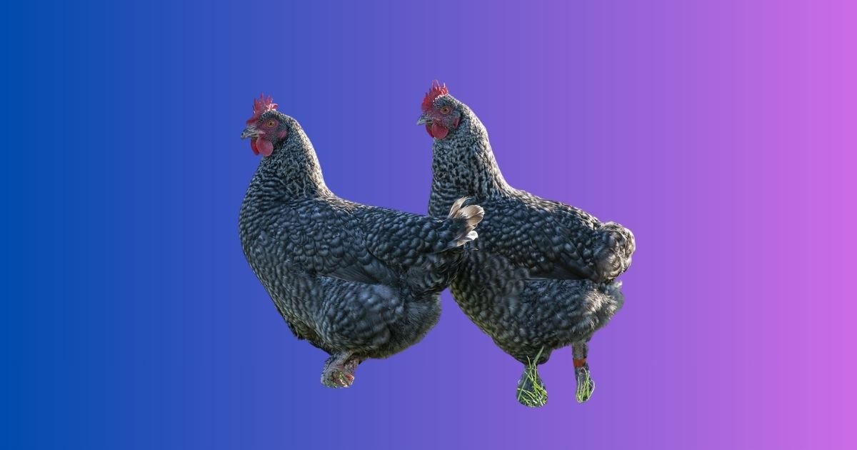 Cuckoo Maran Chicken Breed: A Useful Guide
